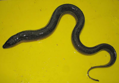 Biology of Animals: Monopterus cuchia