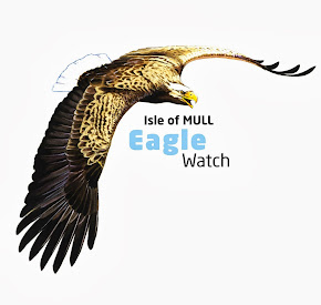 Mull sea eagles diary: Mull Eagle Watch a Five Star wildlife attraction