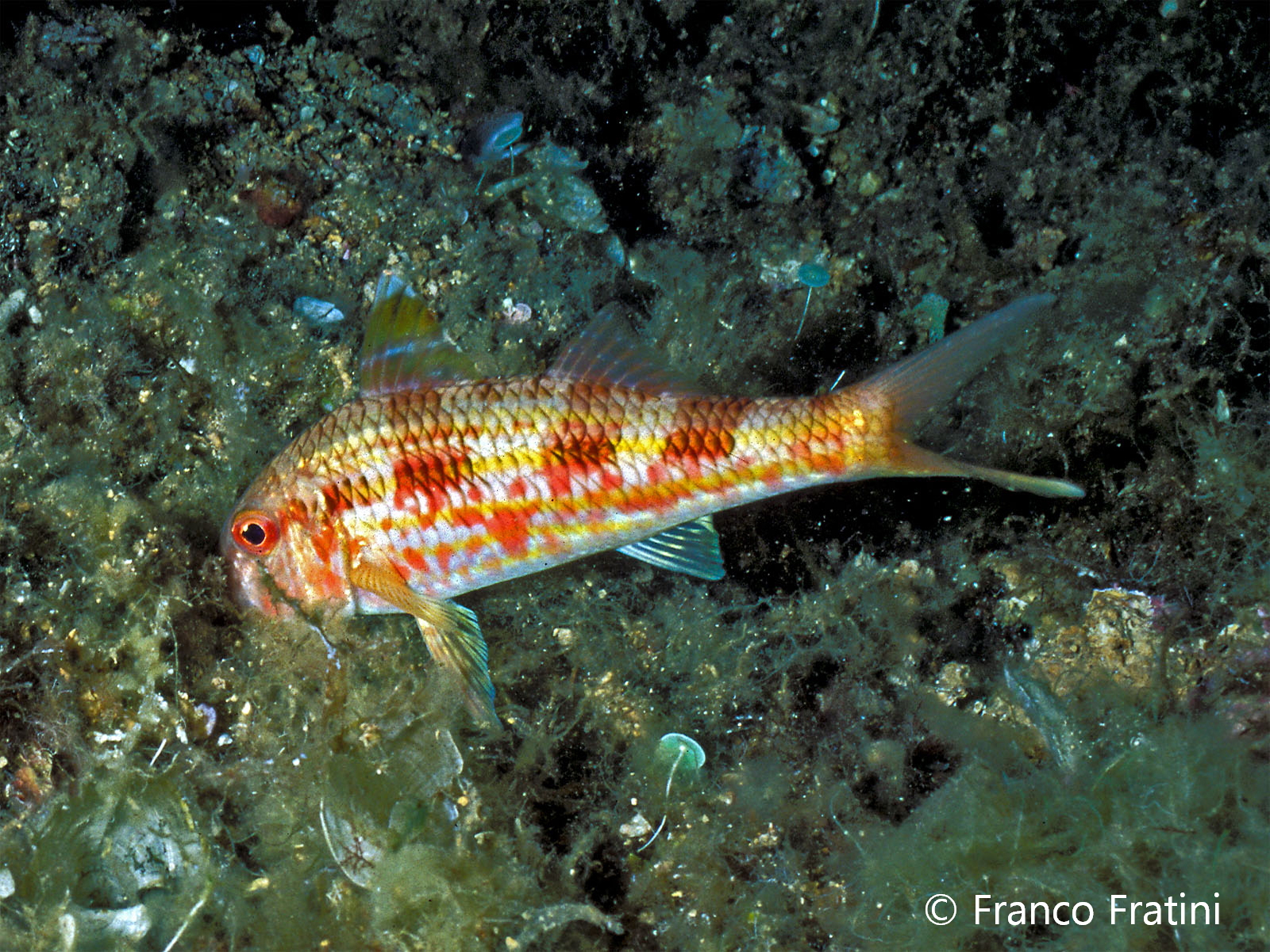 Necton e Plancton: Pesci: Triglia