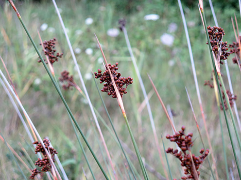 Plantas silvestres que florecen en verano - 4