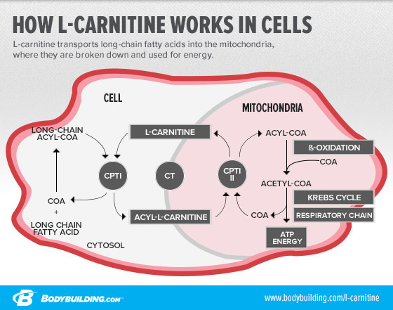 AMRAP Fitness Strength and Conditioning: L-Carnitine
