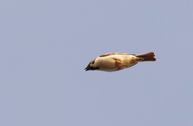 PeregrinePrints not dot com ... Blog: Eurasian Tree Sparrow flight photos