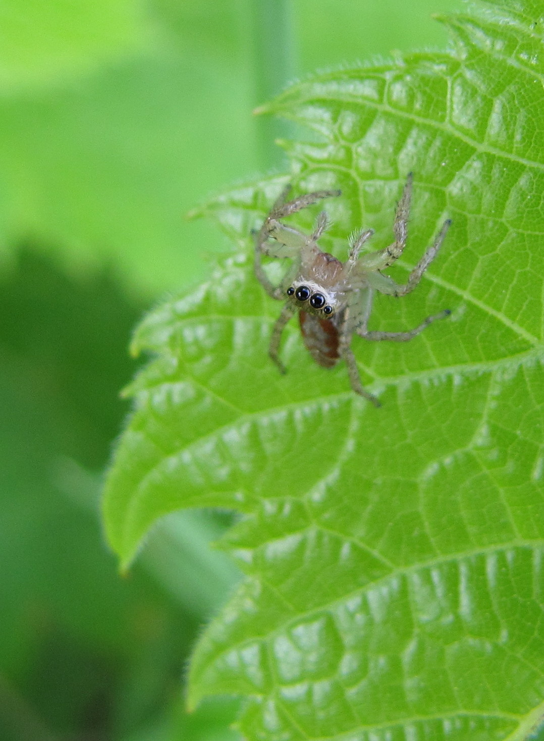 Bug Eric: Dimorphic Jumping Spider, Maevia inclemens
