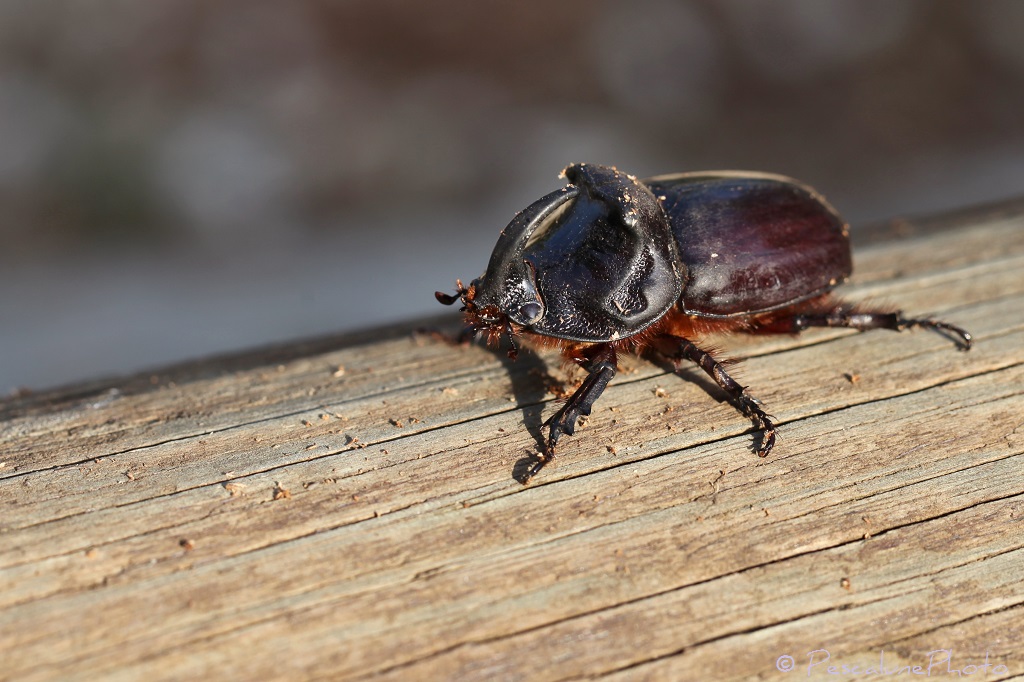 Pescalune Photo: Scarabée rhinocéros (Oryctes nasicornis), European ...
