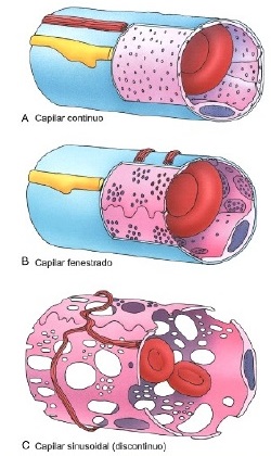 Estudos na web: Sistema Circulatório Parte II - Sistema Cardiovascular