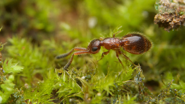 ムシをデザインしたのはダレ？: オオモンクロバチ科 Lagynodes ?pallidus