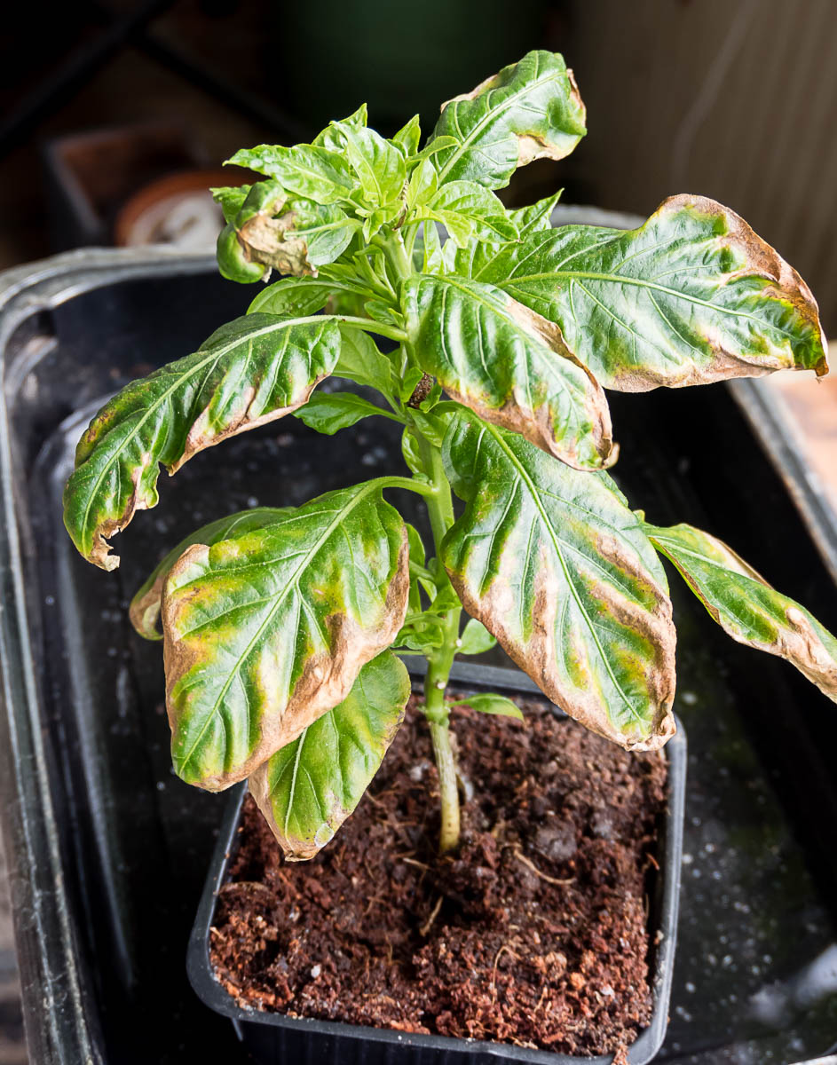 Toivottavasti viimeinen kookoskuidun uhri