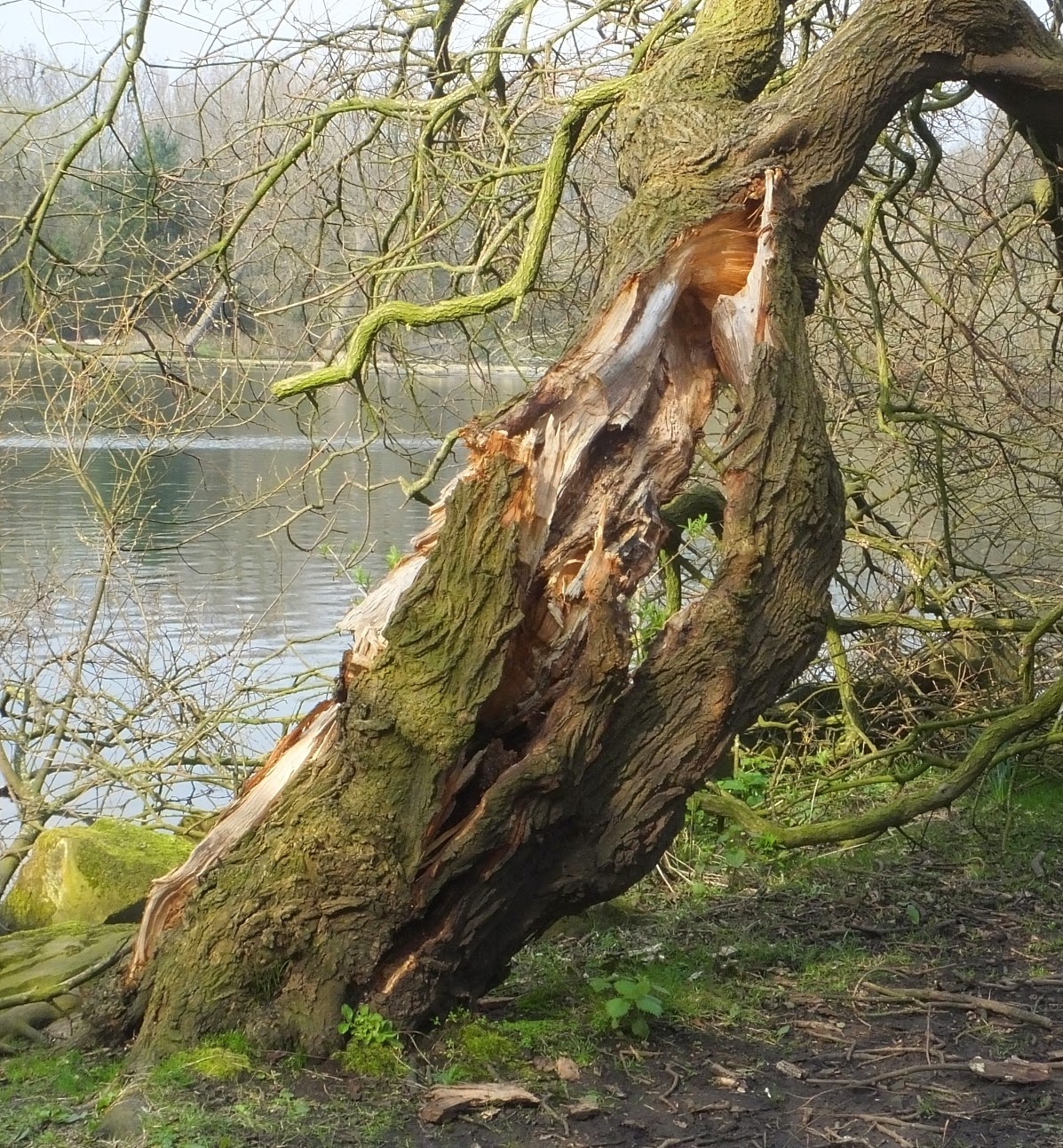 Lancashire and Lakeland Outback Adventure Wildlife Safaris: March 2014