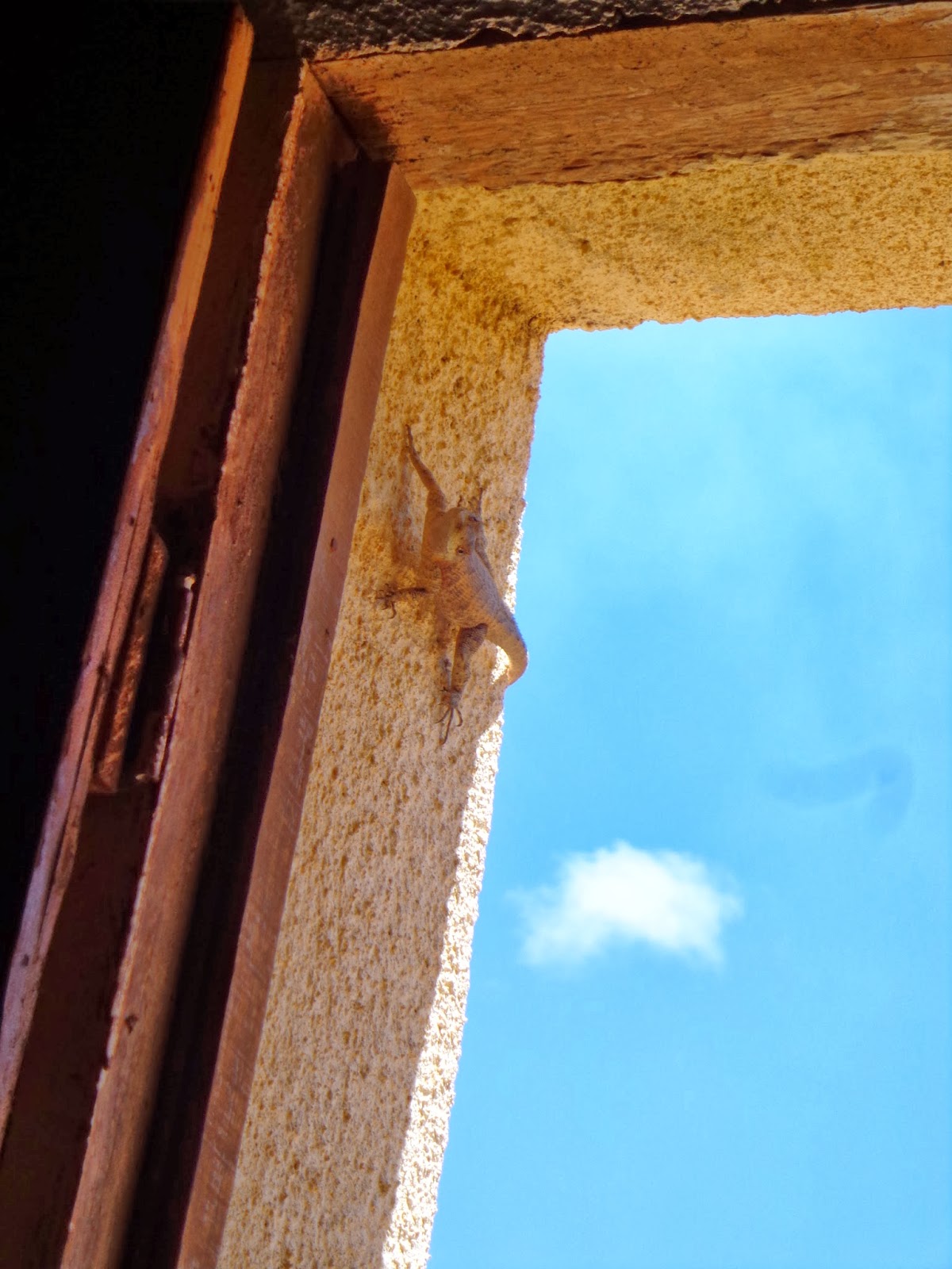 Sítio Dona Lô: FAUNA: LAGARTIXA E BRIBA