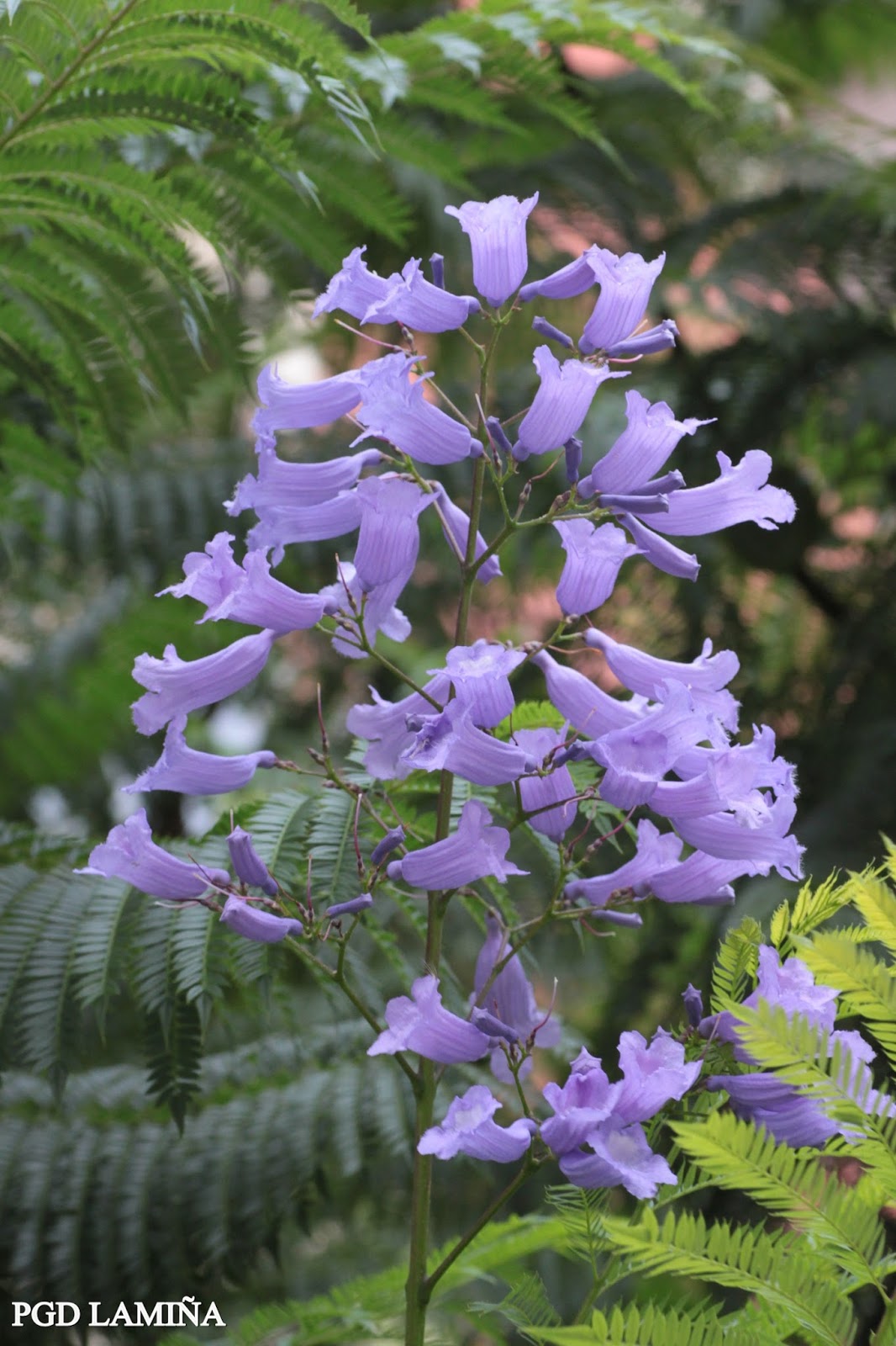 JACARANDA MIMOSIFOLIA. jacaranda.
