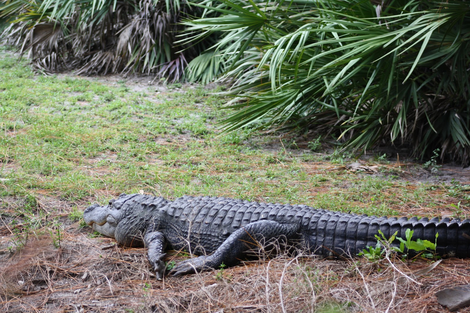 Laura Brownlee's Natural Expressions: Wild Alligators from the Swamps ...