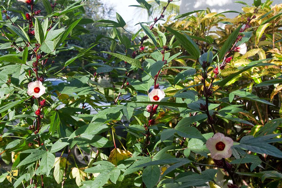 Distinctly Florida: Florida Cranberries, aka Jamaican Sorrel or Roselle