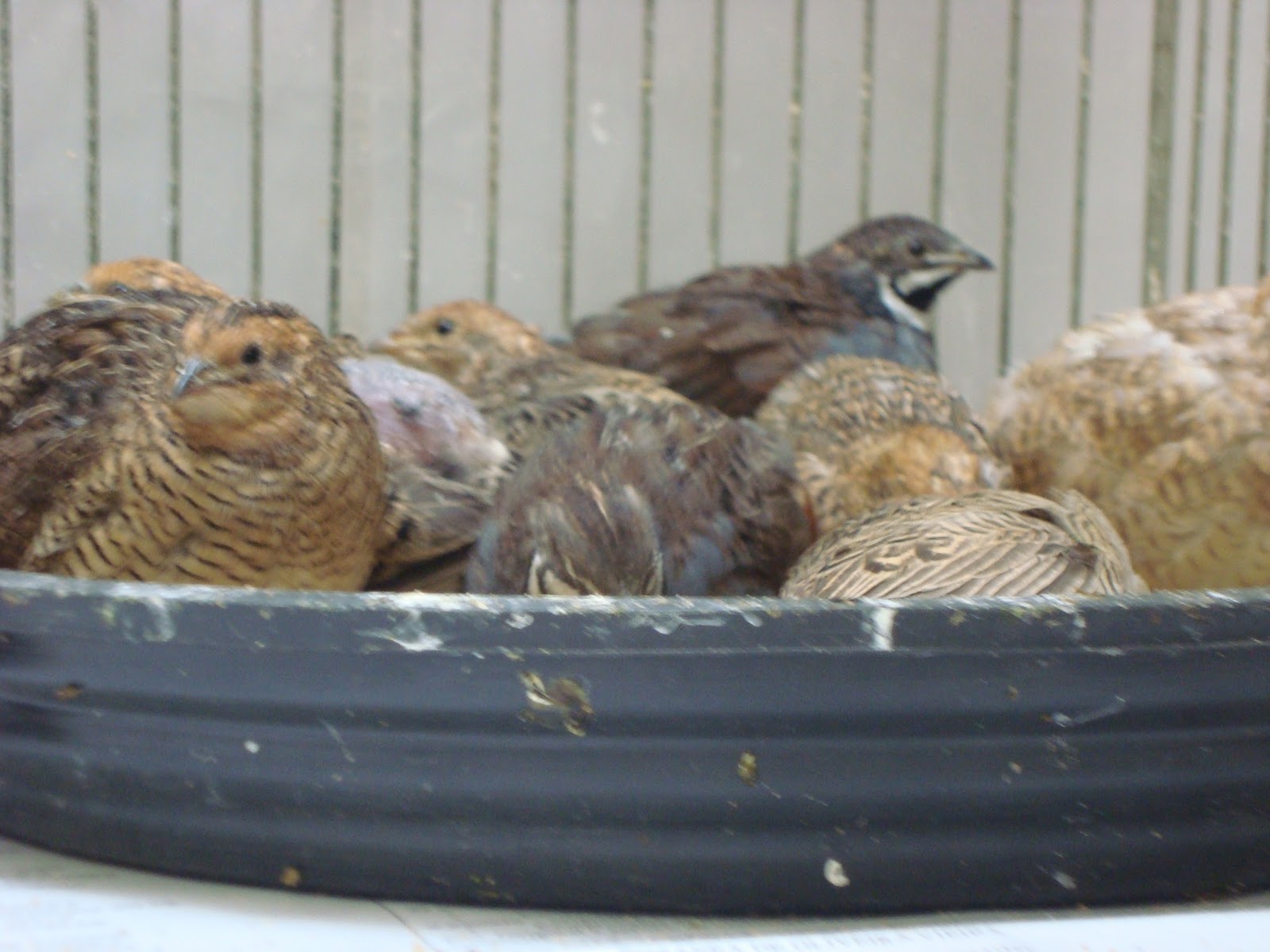 codorna chinesa: Codorna Chinesa Blue Face , Cinnamon (Canela) , Silver ...