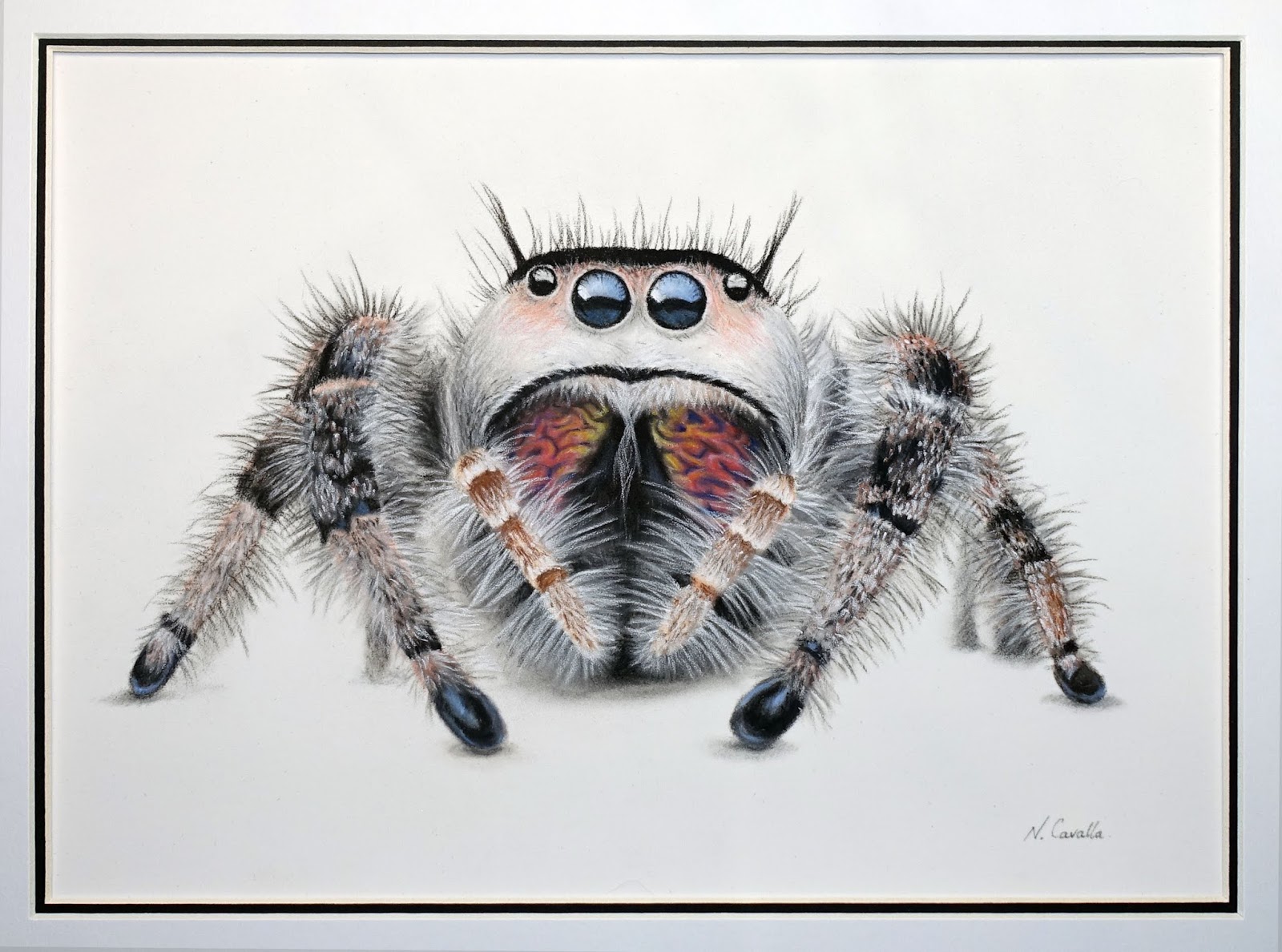 Cavalla Art: Jumping spider
