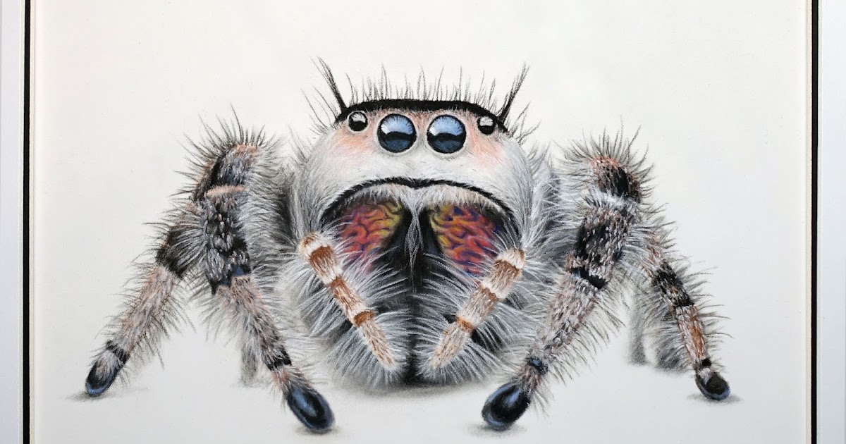 Cavalla Art: Jumping spider