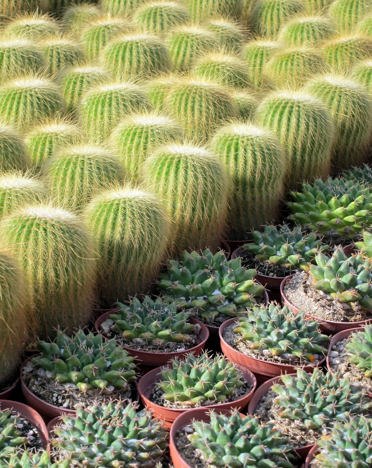 Wirikuta Cactus Park, San Jose del Cabo