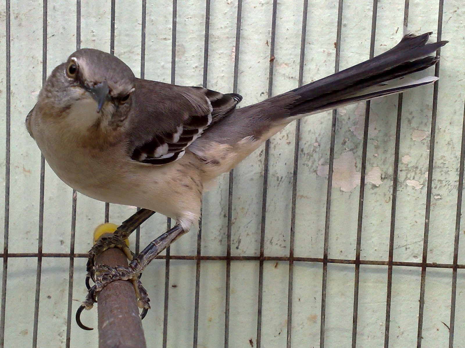 La Arañita Campeña: "Sonata de estío": "las mayores venturas amorosas ...
