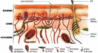 les produits cosmétiques naturels