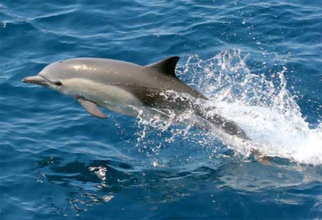 Delfines: Tipos de delfines
