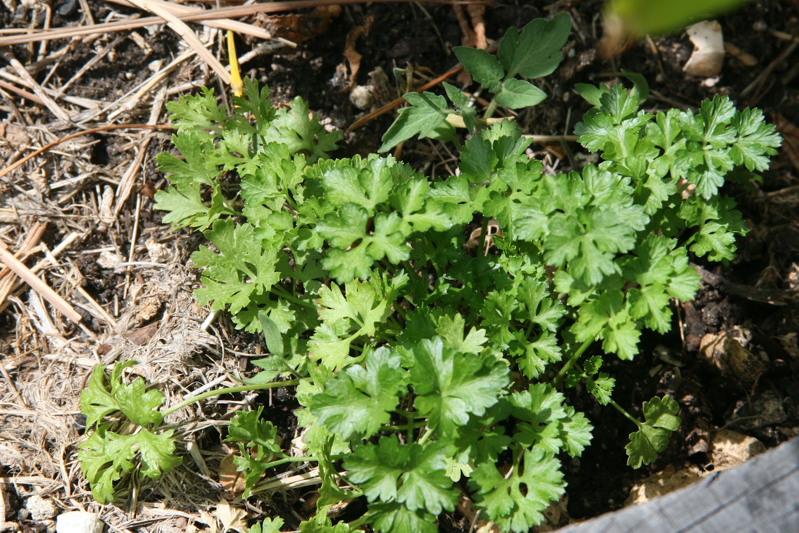 My Tropical Organic Garden: Growing Pommecythere in my tropical organic ...