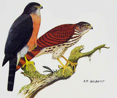 Informasi Tentang Elang-alap Dada Merah | Burung Gue