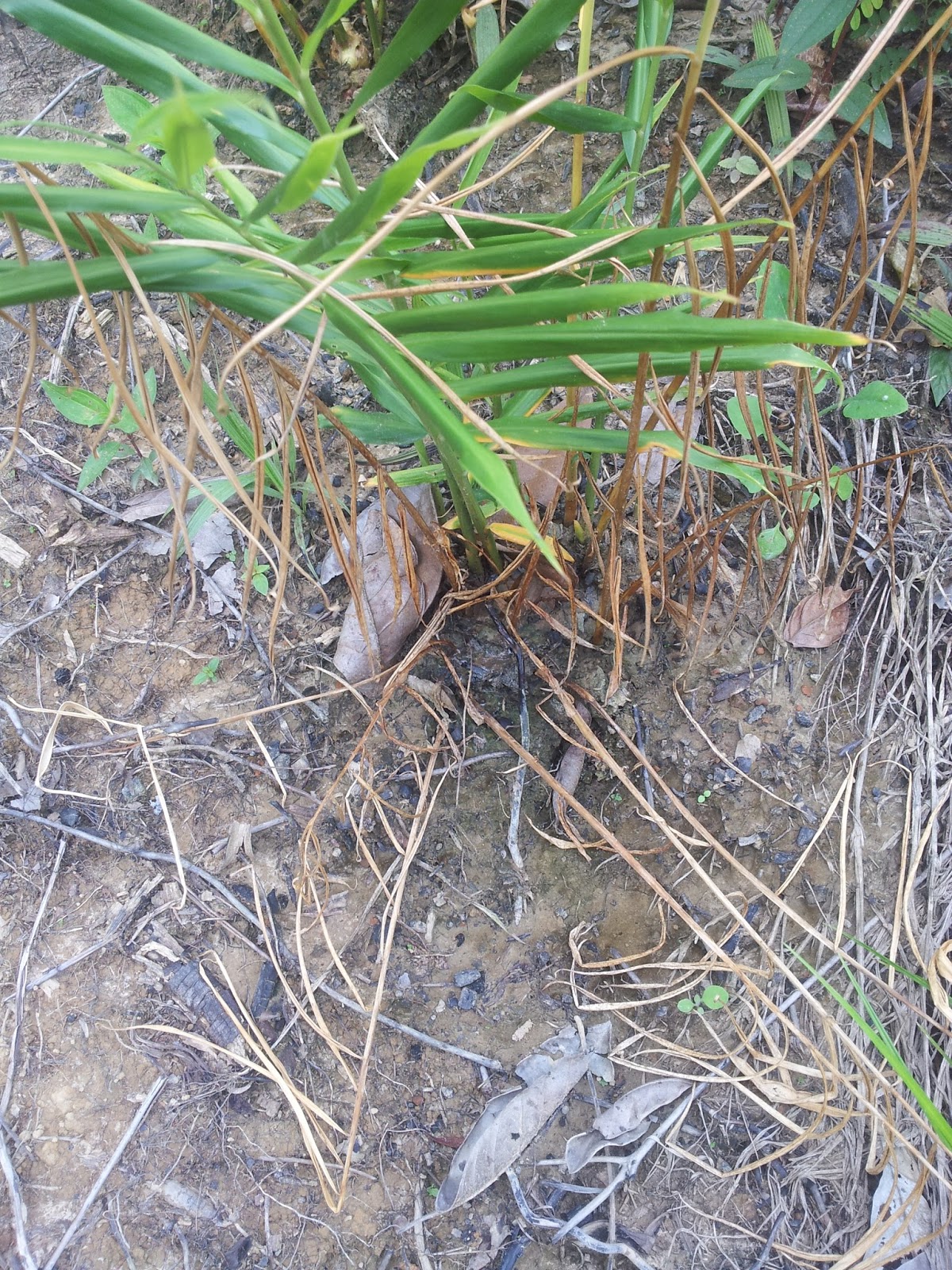 Tanaman Halia: penyakit halia