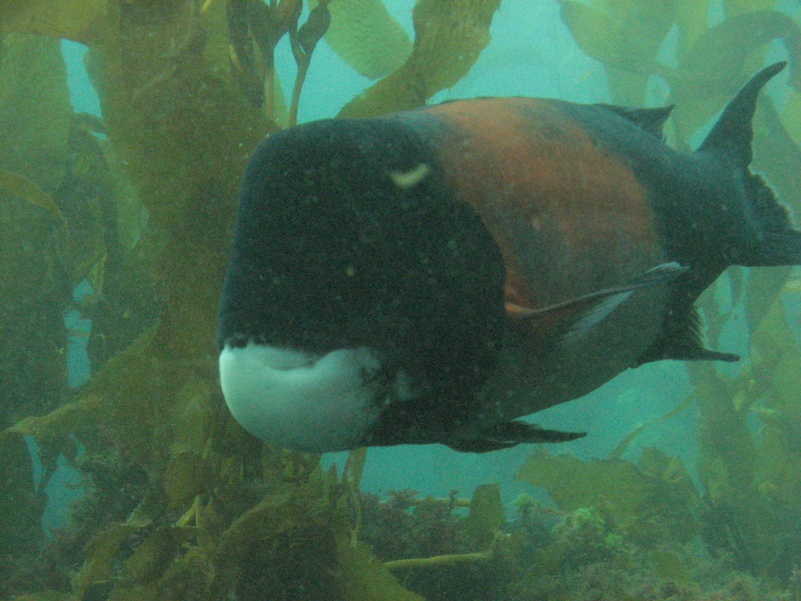 do·mes·tic·i·ty: Fish Stories