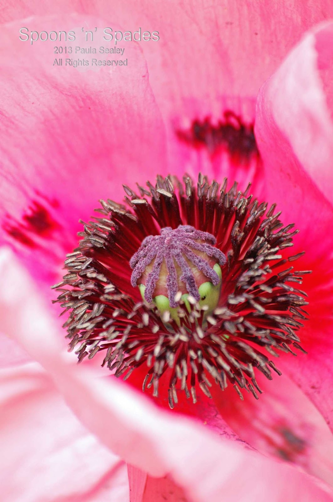 Paeonies, Poppies and Roses ~ Blooms 'n' Spades
