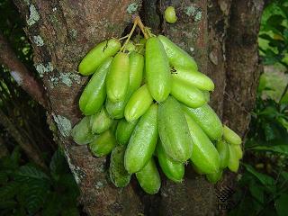 cultura verde: ¿Pepinillo de India y en Cuba? (II Parte)