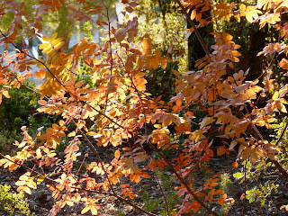 Une forêt en Provence: Jardiner en forêt