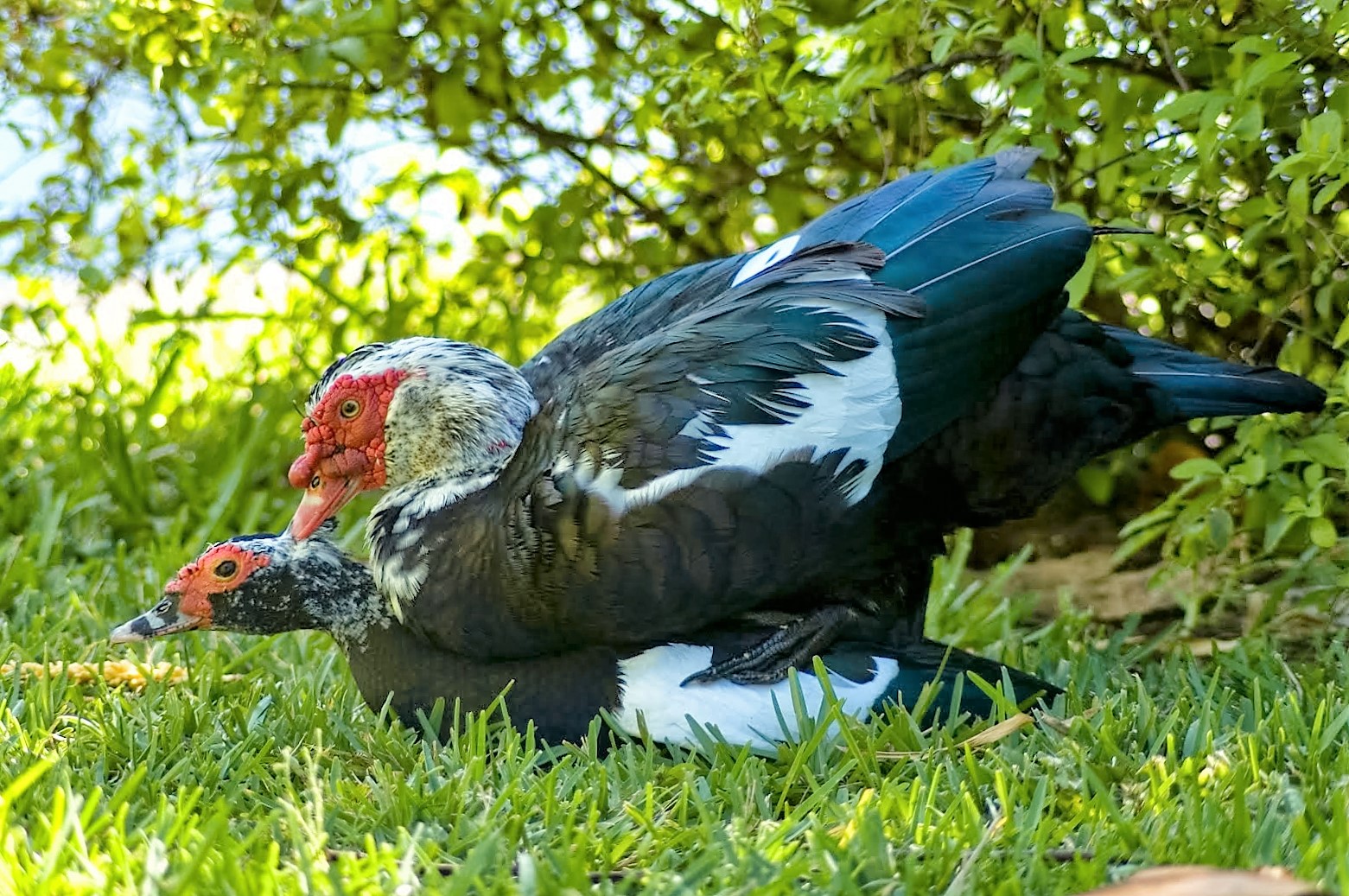 Fieggentrio: Brute liefde: Muskuseend.