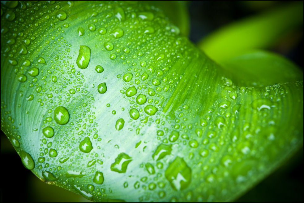 Weekly Photography Tips: The rain and macro photography...