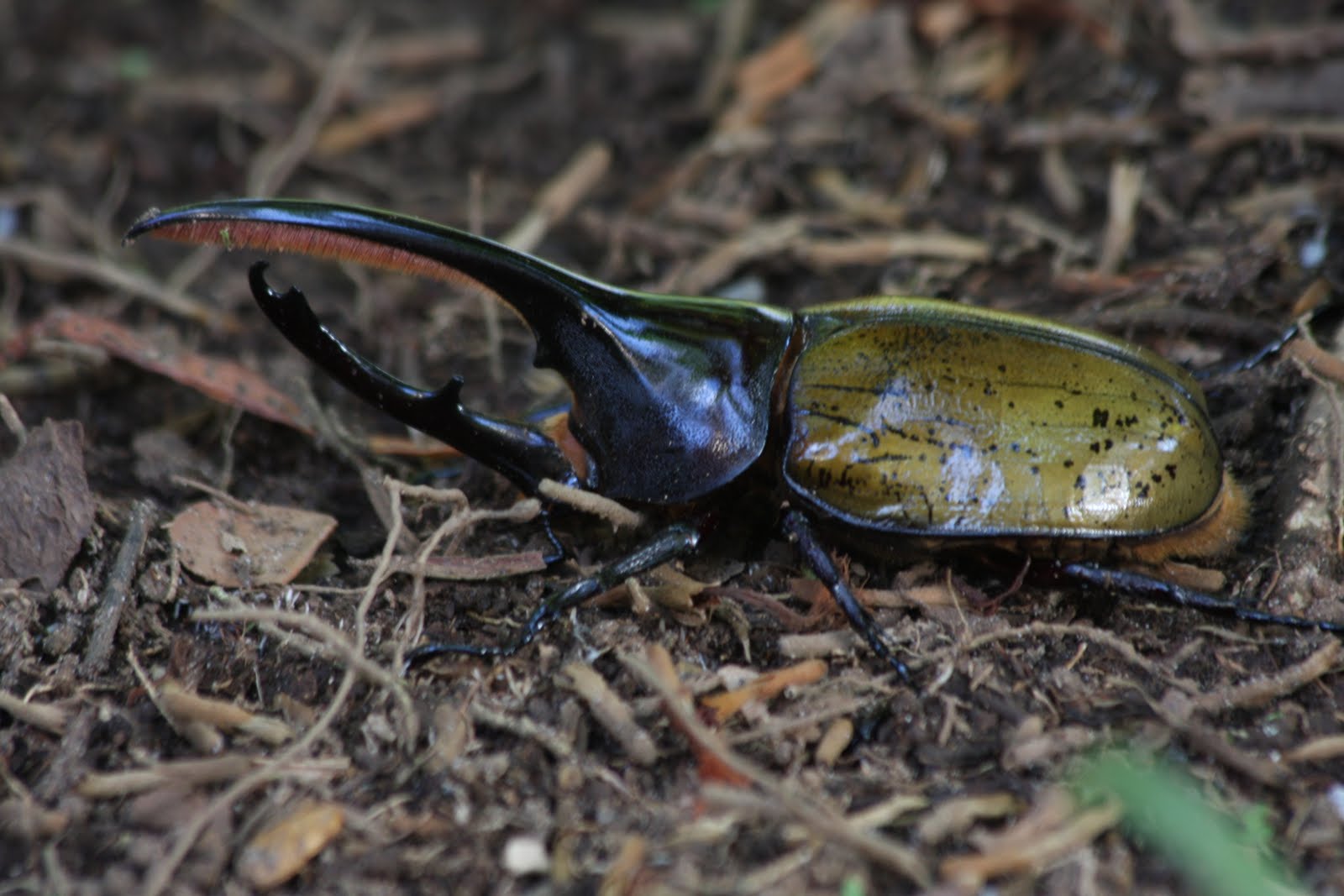 Costa Rica Touring : Rhinoceros Beetles.