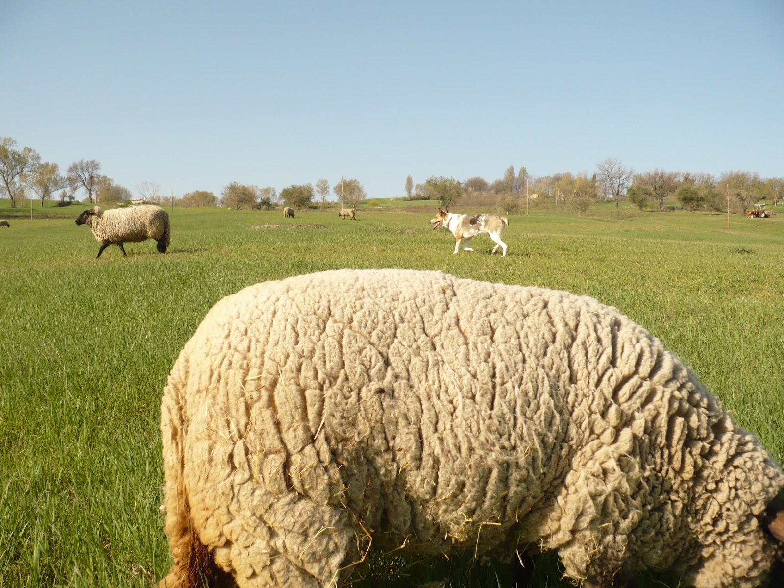 Dal filo d'erba al filo di lana: Le pecore al pascolo