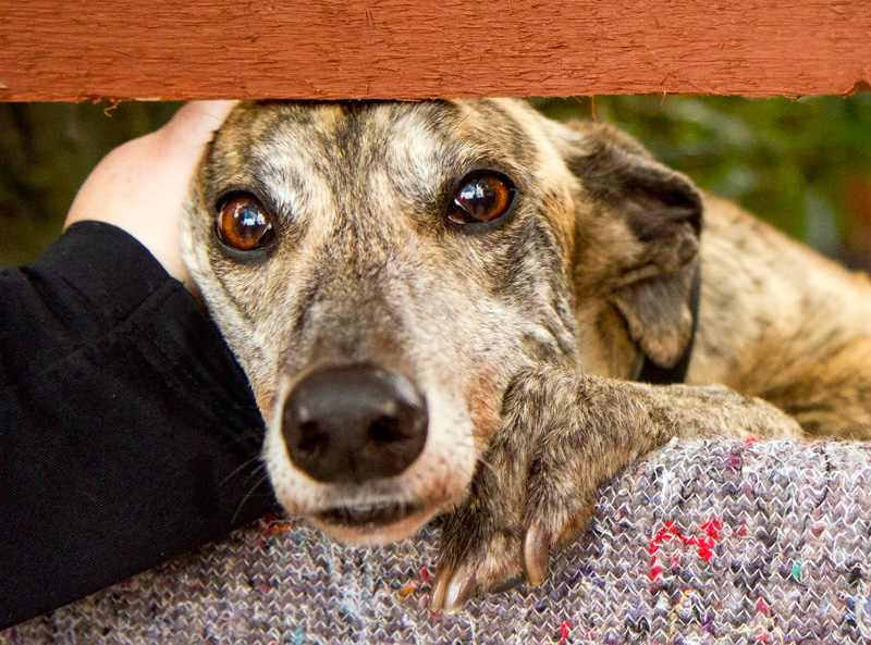 genji's corner: Scotland - Greyhound Rescue Fife