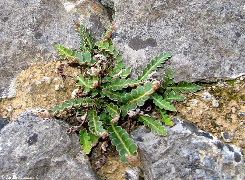 Sangrando en verde: El milagro de la Estivación: de la muerte a la vida ...