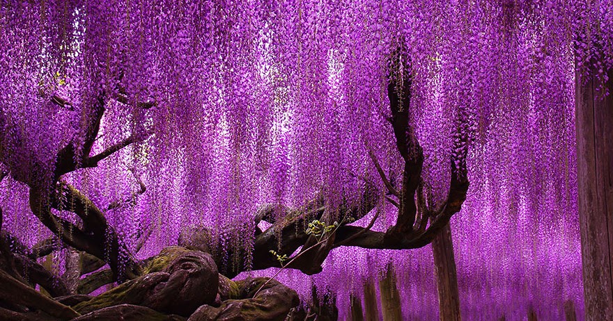 HOW TO GROW WISTERIA FROM SEED |The Garden of Eaden