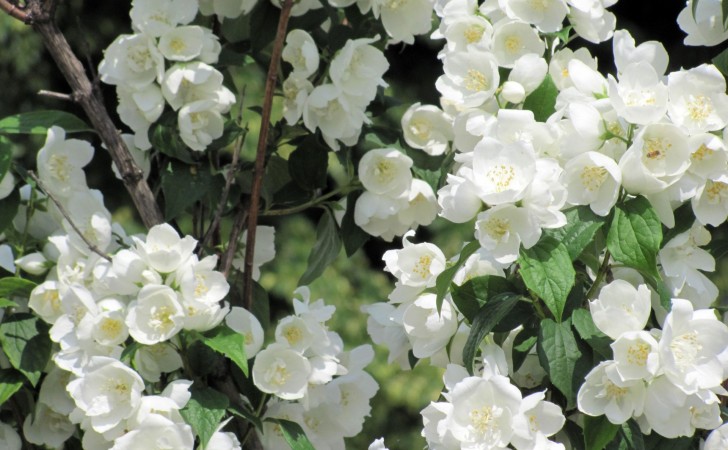 Tanaman: Jenis Tanaman Bunga Rambat