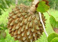 ALIMENTE-SE COM SABEDORIA!: BRASILEIRÍSSIMA, MAROLO.