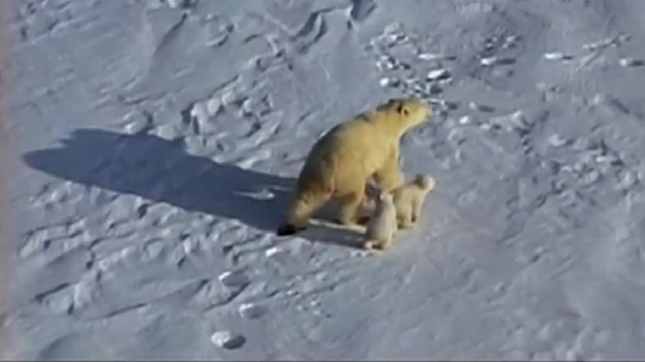 Animal Picture: BEAR