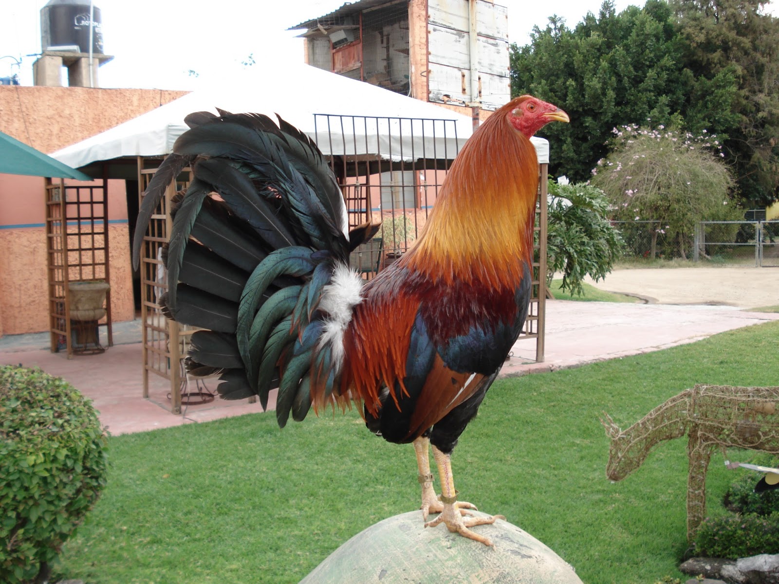 Jaulas Rogelio: GALLOS