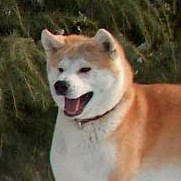 Universo Animal: Los perros y sus dueños