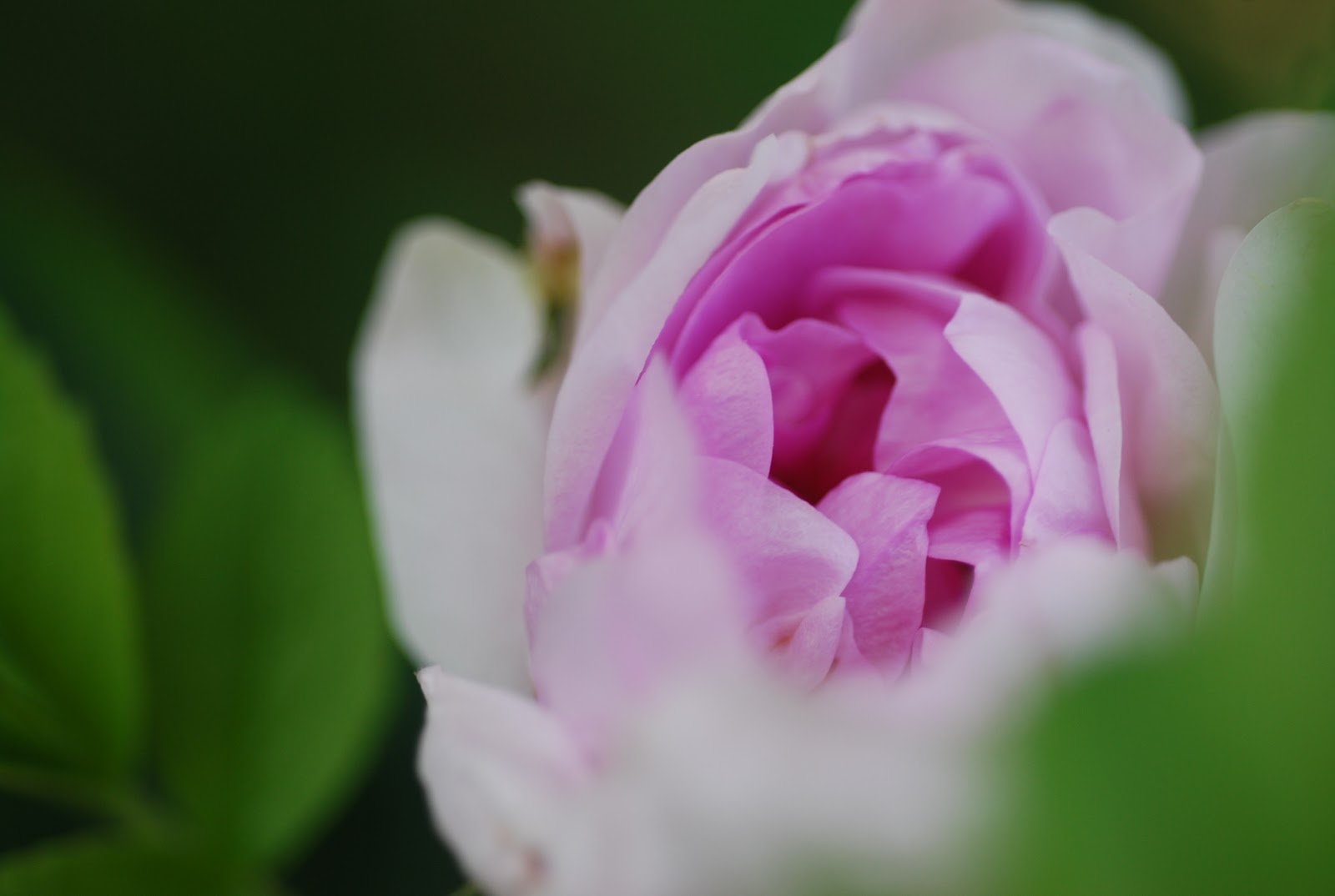 I never promised you a rose garden - Mina rosor : Wasagaming