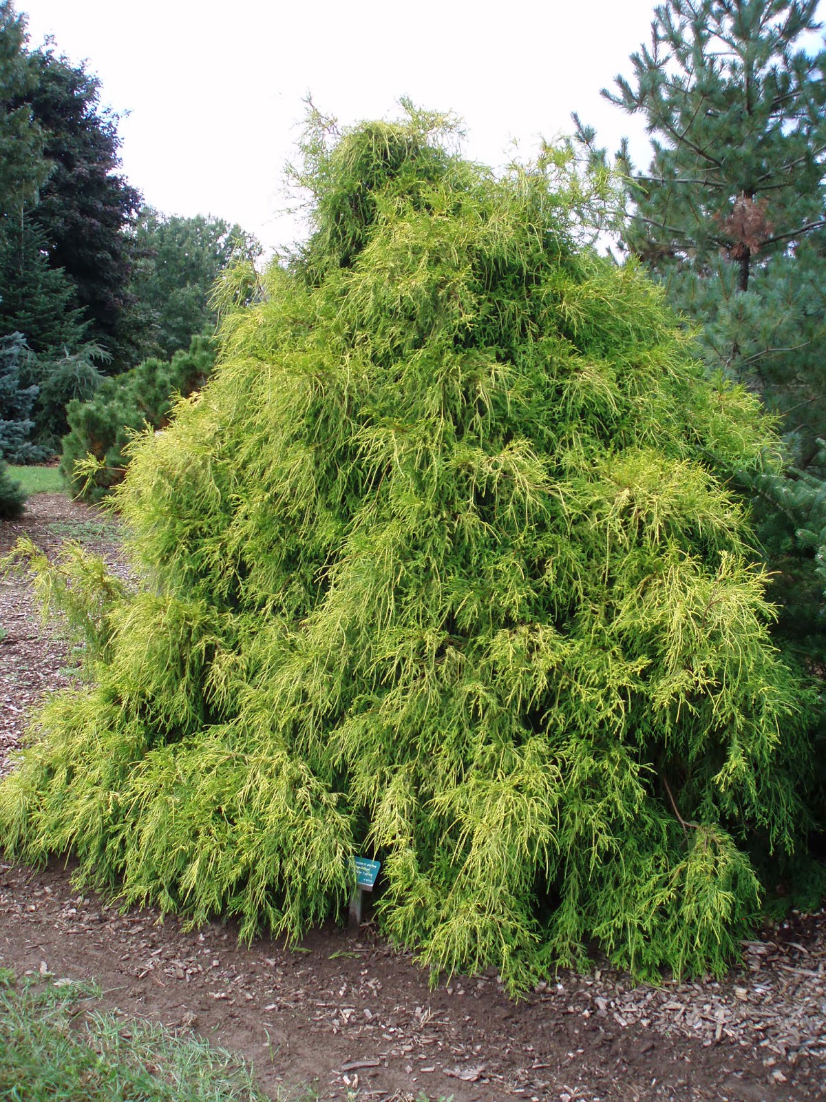 Rotary Botanical Gardens - Hort Blog: Golden Conifers For A Winter Glow