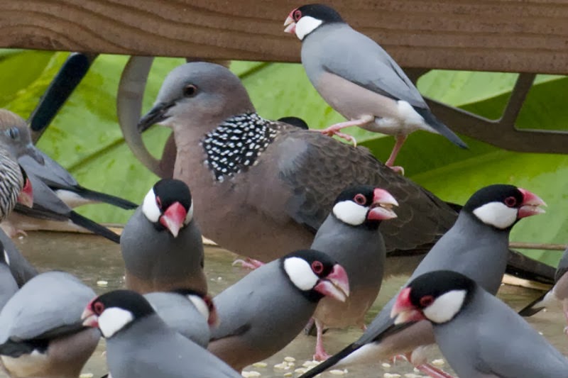 Joy in Thailand: Asean Java Dove Songbird Contest a Yala