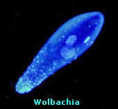 Control de Plagas en Sanidad Ambiental: Cepas de la bacteria Wolbachia ...