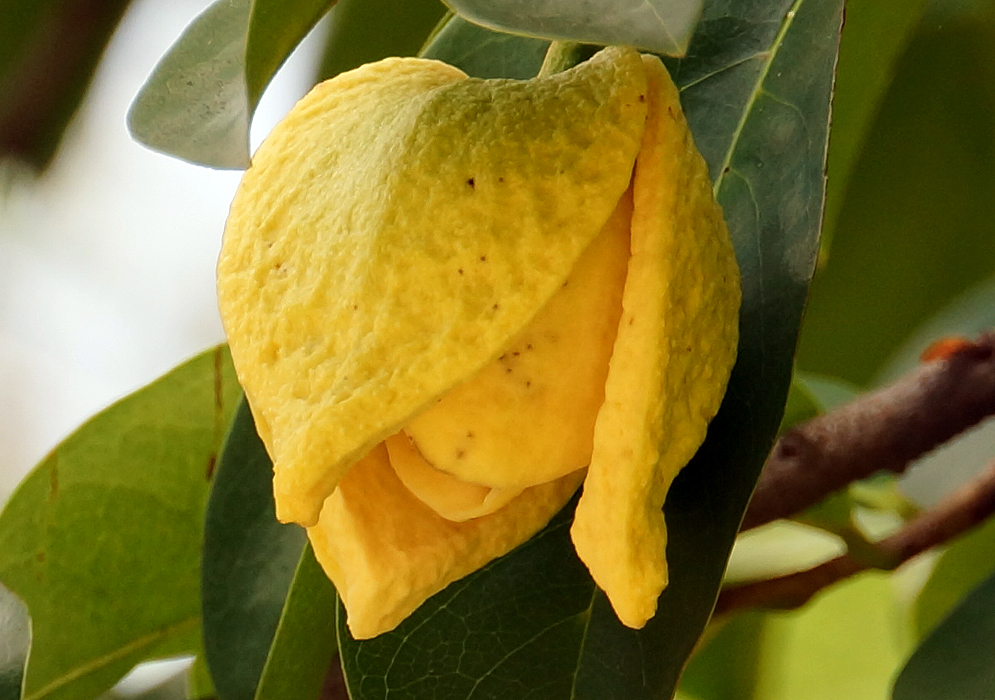 Dove Cresce la Graviola (Annona muricata)? Come Si Coltiva? Com'è il ...