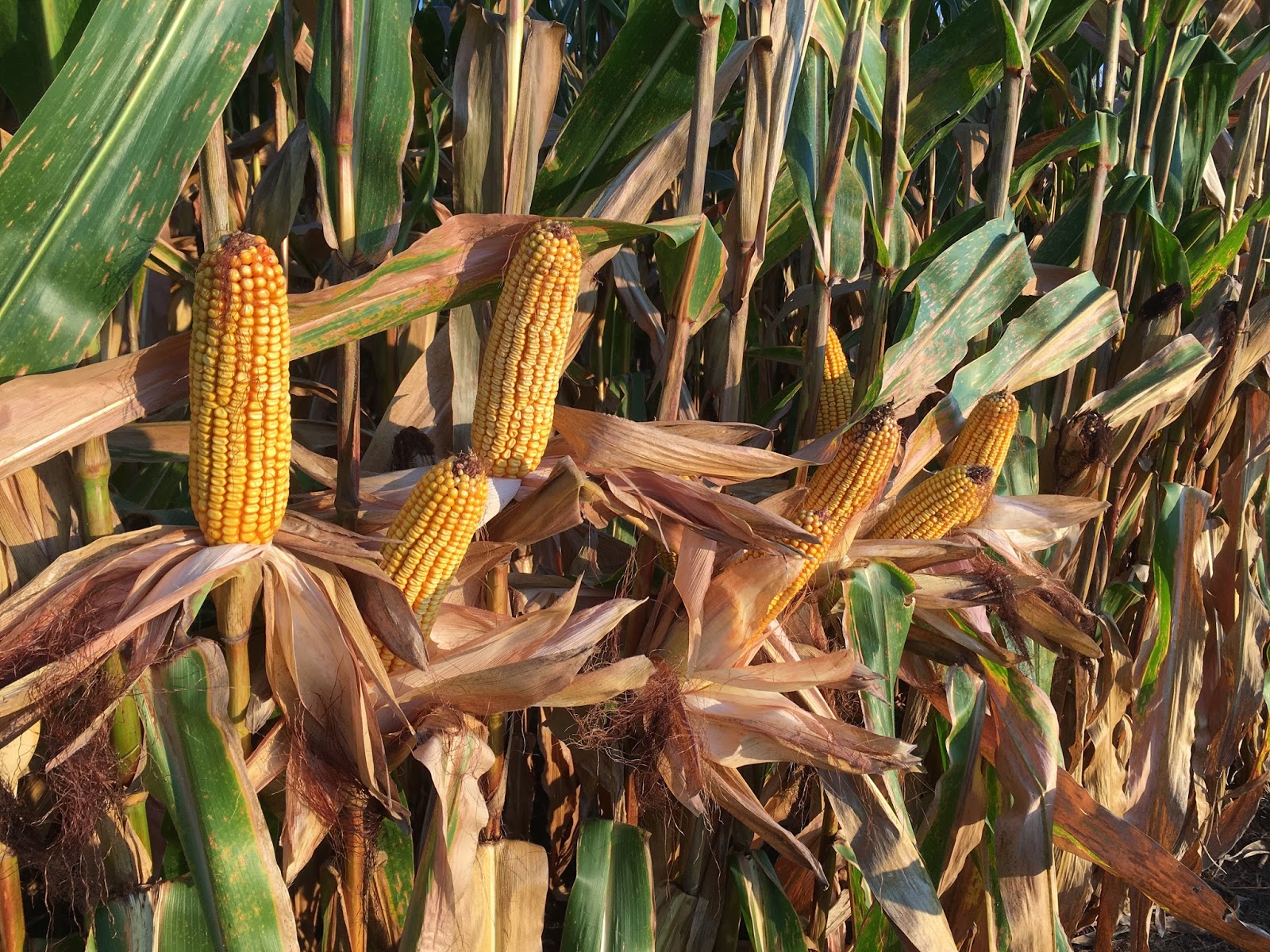 Grain Crops Update: Corn Hybrid Trials Online