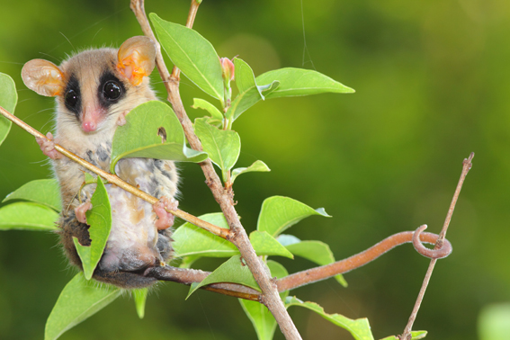 beeNinja: New Marsupial Species