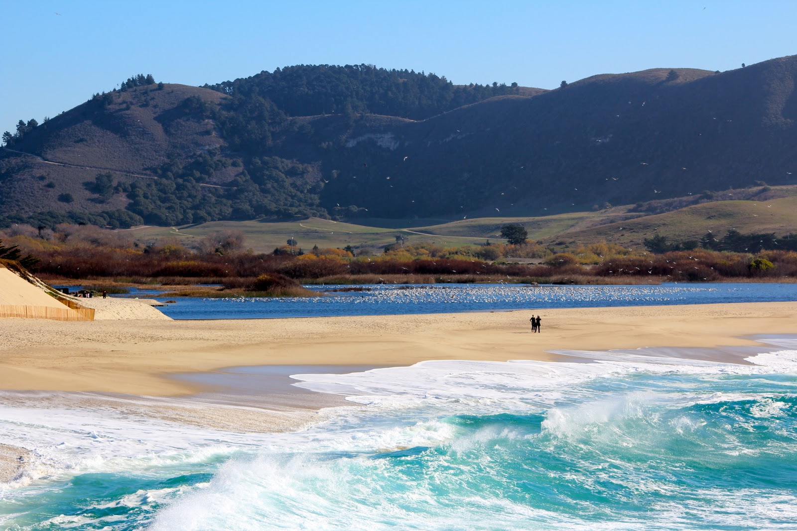figs flowers food: CARMEL VALLEY - Mission, Mission Ranch